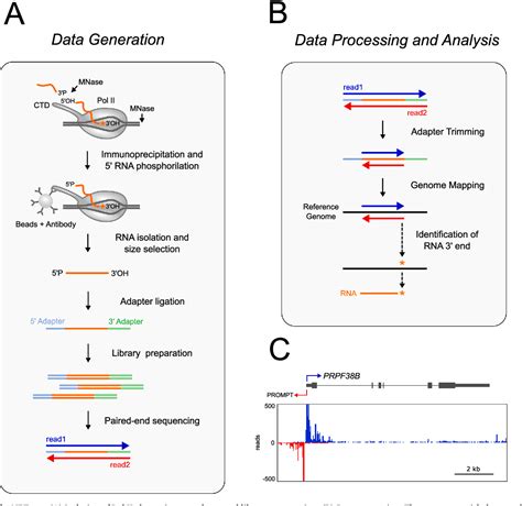 Figure 1 From Analysis Of Mammalian Native Elongating Transcript