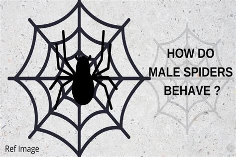 Some Male Spiders Tie Up Females To Avoid Being Eaten