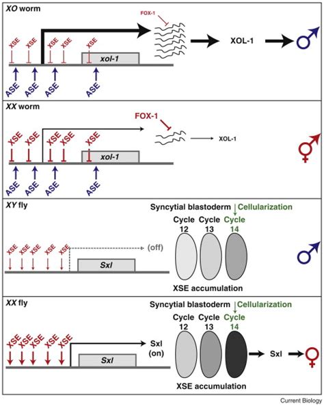 Sex Determination How Worms Count To Two Current Biology