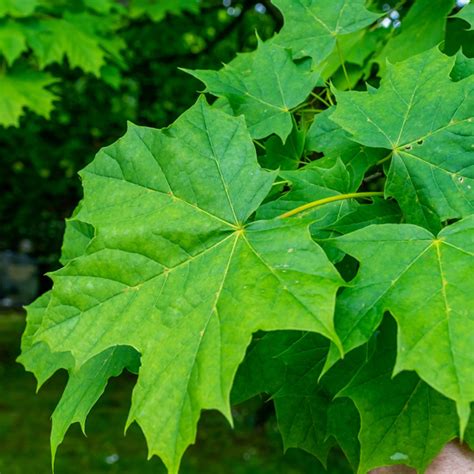 Sugar Maple Garden Express