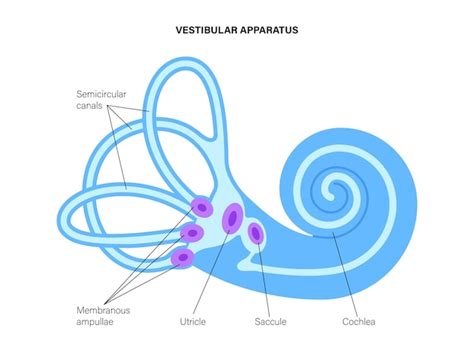 Anatomía Del Aparato Vestibular Vector Premium