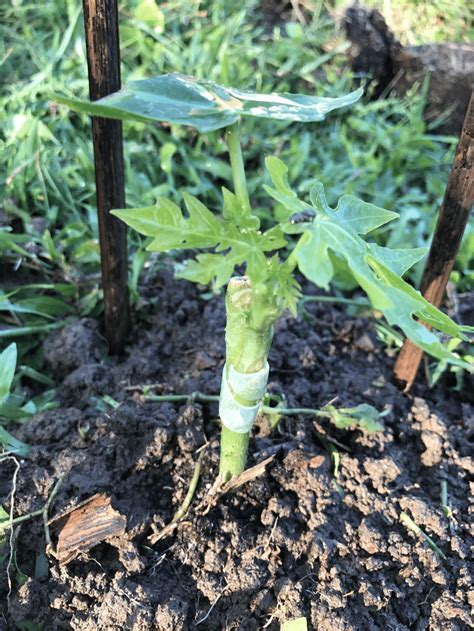What Is The Possible Rootstock For Papaya Grafting Researchgate