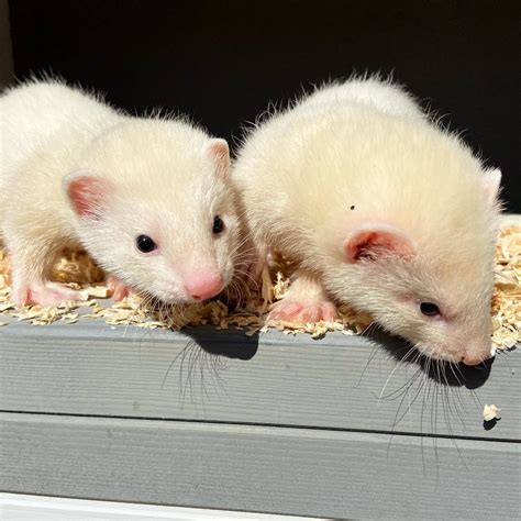 Male And Female Ferrets Exotic Wild Pets