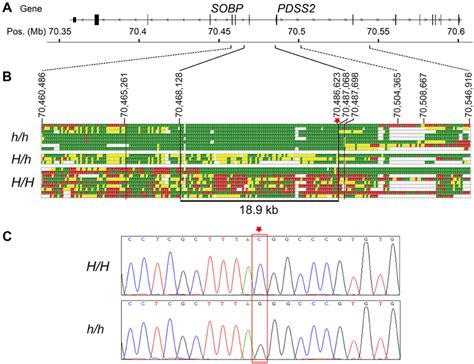 Fine Mapping And Identifying The Causative Mutation For Silky Feather