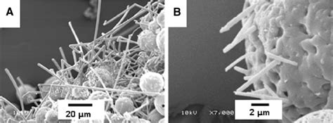 A B Sem Micrograms Of Sioc Microspheres Generated From Polysiloxane