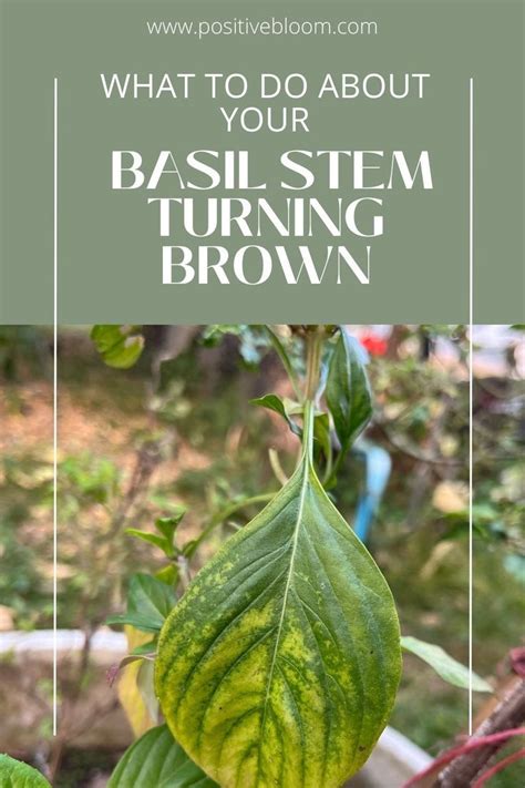 What To Do About Your Basil Stem Turning Brown Artofit