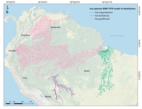 Amazon River Dolphin River Dolphins