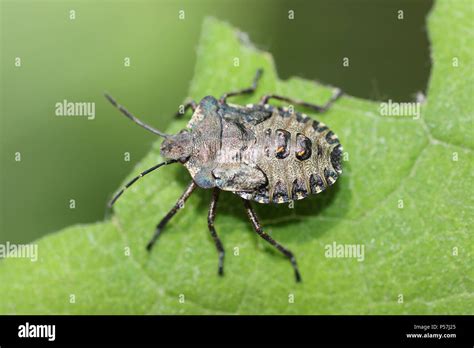 Red Legged Shieldbug A K A Forest Bug Pentatoma Rufipes Final Instar