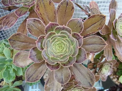 Aeonium Arboreum Var Rubrolineatum World Of Succulents