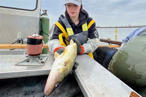 Saskatchewan Wildlife Federation Hosts Another Successful Walleye