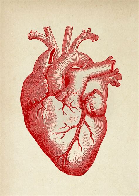 Anatomical Heart Vintage Poster Vintage Poster Art Anatomy Art