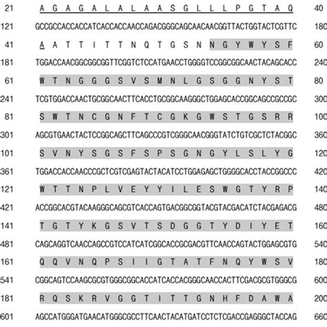 Nucleotide And Amino Acid Sequence Of Xyns1 The N Terminal Signal Download Scientific Diagram