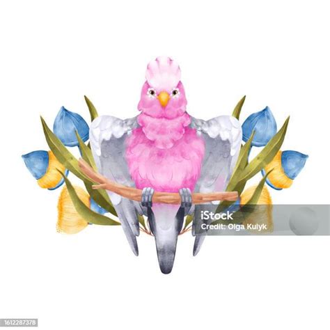 白い背景にピンクのオウムガラオウムとガムの木の黄色い花と緑の葉オーストラリアの熱帯の鳥の手描きのイラスト イラストレーションのベクター