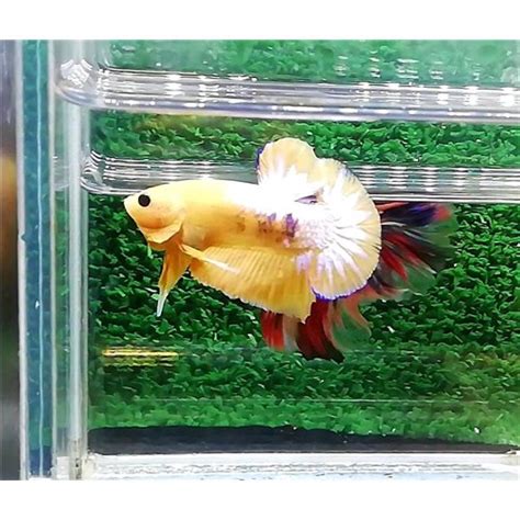 241169 Yellow Fancy Hmpk Erkek Betta L