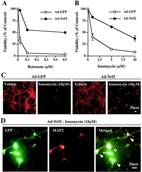 Nf E2 Related Factor 2 Mediates Neuroprotection Against Mitochondrial