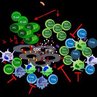 Alpha Enolase ENO1 DNA Vaccination Effects In Pancreatic Ductal