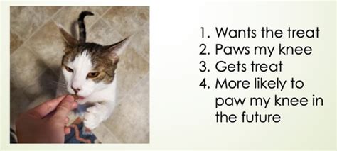 Lecture Operant Conditioning Flashcards Quizlet