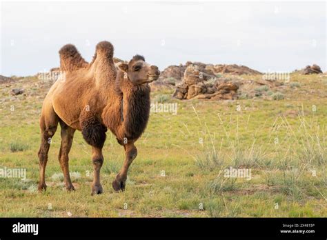 Asia Mongolia Eastern Gobi Desert A Bactrian Camel In The Grassland