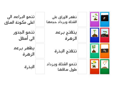 مراحل نمو النبتة صابر طه الثالث ج Match Up