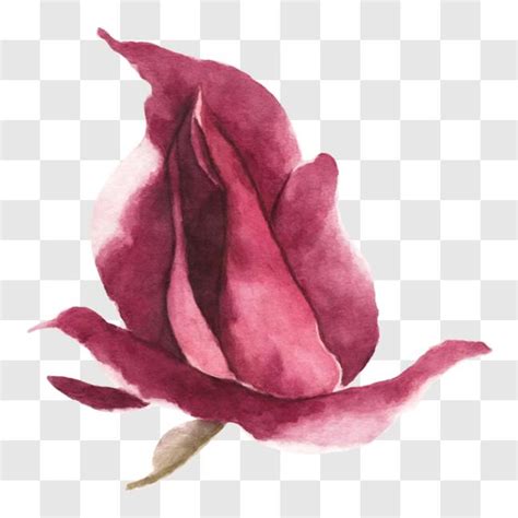 Baixe Belíssima Pintura em Aquarela de uma Flor Rosa PNG Creative Fabrica