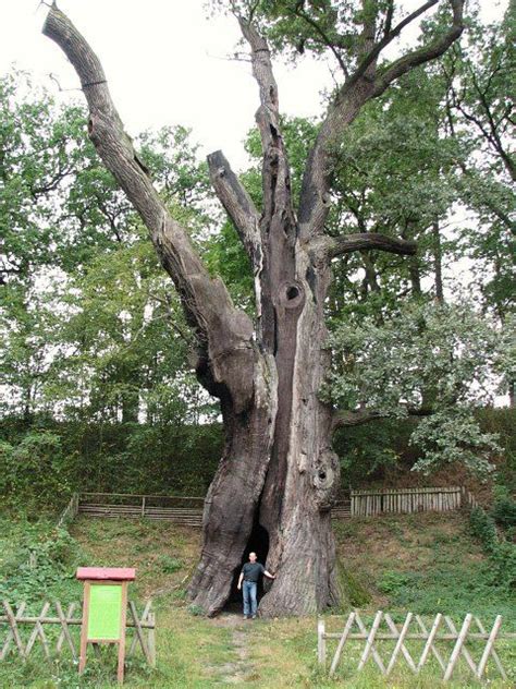 Dąb Szypułkowy Plants Oak Dab