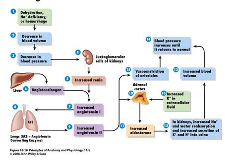Raas Pathway Extracellular Fluid Medical Terms Nursing Tips