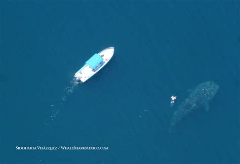 Rhincodon Typus Shark References
