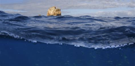 Deep Seabed Mining Bad For Biodiversity And Terrible For The Economy