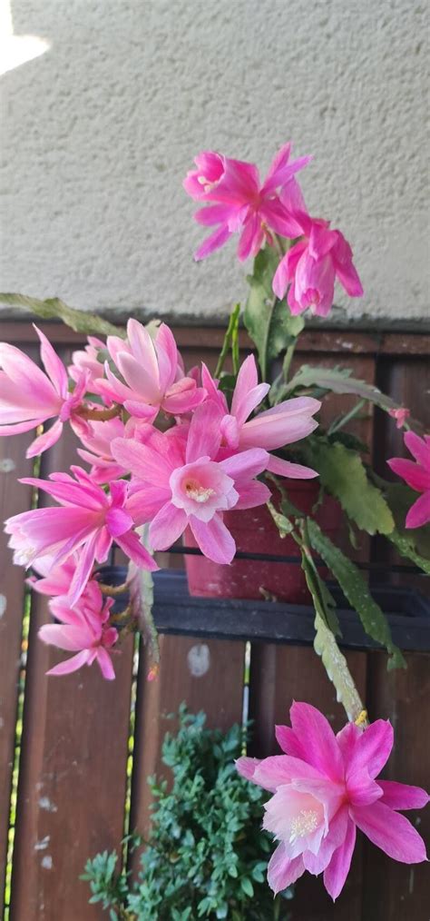 How To Grow Disocactus Phyllanthoides Earthone