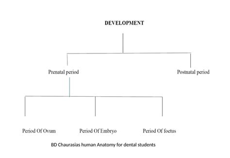 Development Of Mandible Seminar Presentation Ppt