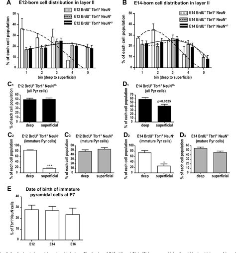 Figure 4 From Developmental Dynamics Of Piriform Cortex Semantic Scholar