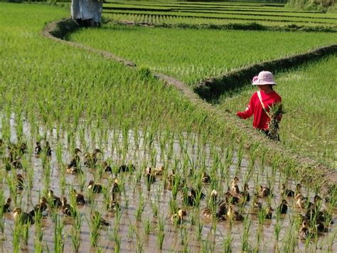 Raising Ducks In Rice Fields To Create An Ecological Village Heifer