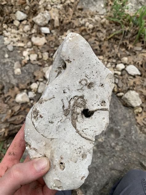 Fossil Identification R Fossils