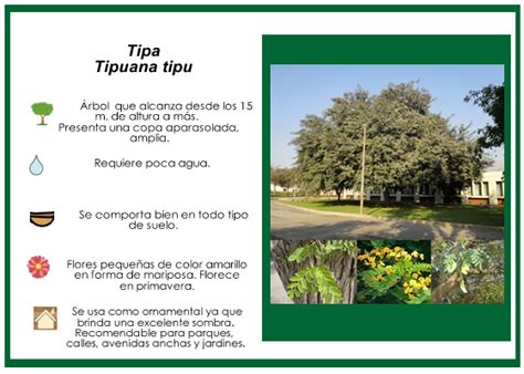 Tipa