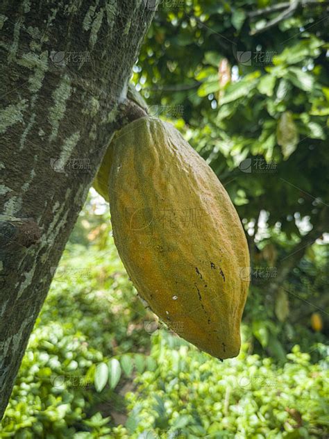 可可树的果实荚在自然界。