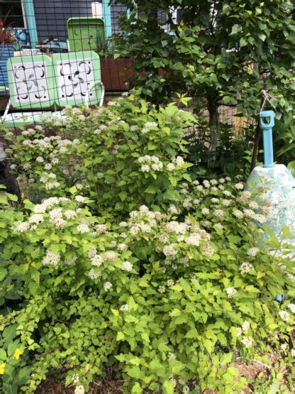 Physocarpus Opulifolius Raspberry Lemonade™ Eastern Ninebark