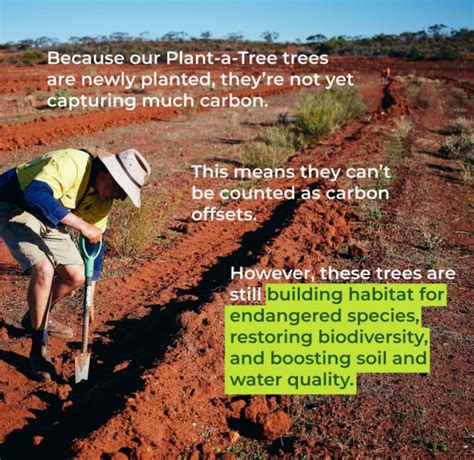 Carbon Jargon How Trees Capture And Store Carbon Carbon Neutral Blog