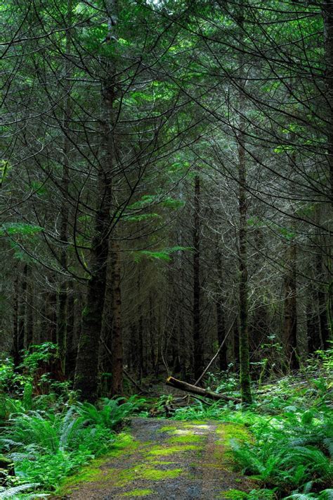Dark Green Forest Hd