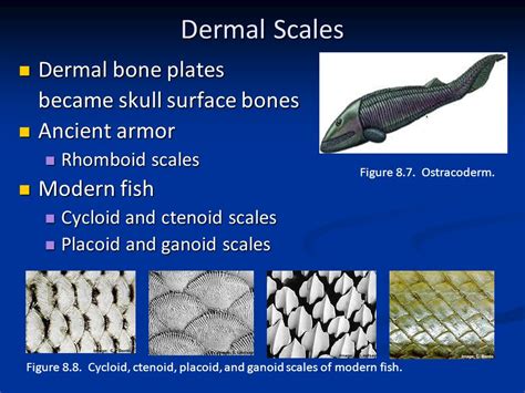 Comparative Anatomy Integument Ppt Download