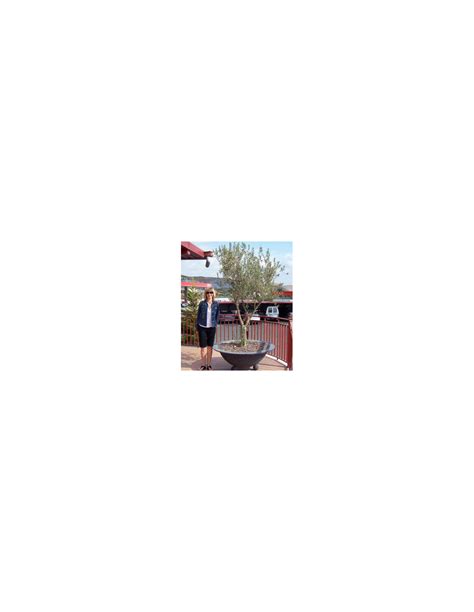 Mission Olive Tree Olea Europaea Buy One Get One Free Buy Rare