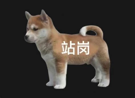 抖音站岗小狗表情包有哪些 站岗小狗表情包大全 快淘下载