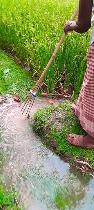 কৃষকের ধান খেতে পানি দেওয়ার সময় Reels Viralvideo Shortvideo