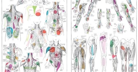 Trigger Points Βασανίζεστε από πόνους στο μυοσκελετικό Υπάρχει η θεραπεία των trigger points