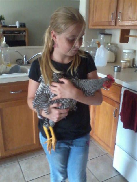 Barred Rock Rooster Or Hen Backyard Chickens Learn How To Raise