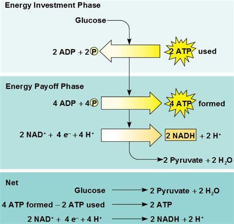 Oxidative Phosphorylation Input And Output