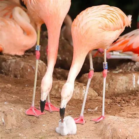 Watch A Pair Of Bald Eagles Dutifully Wait For Their Eggs To Hatch