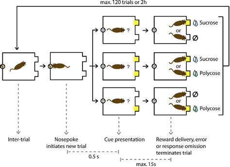 figure 1 from the orbitofrontal cortex as part of a hierarchical neural
