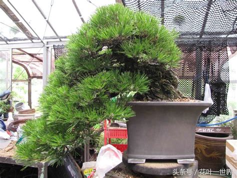 盆景欣賞看斑駁蒼勁之姿看盡盆中乾坤感一花世界 每日頭條