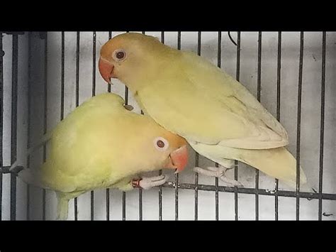 Love Birds Fawn Java Gouldian Finch Youtube YouTube