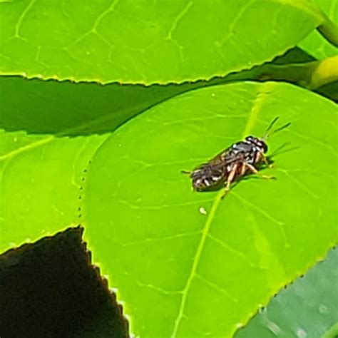 Wasp Ant Man Mia R Whatsthisbug